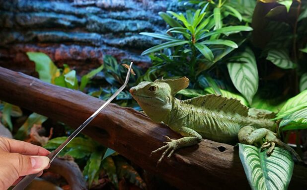 6 Nutrition Facts about Feeder Insects You Need to Consider - World ...