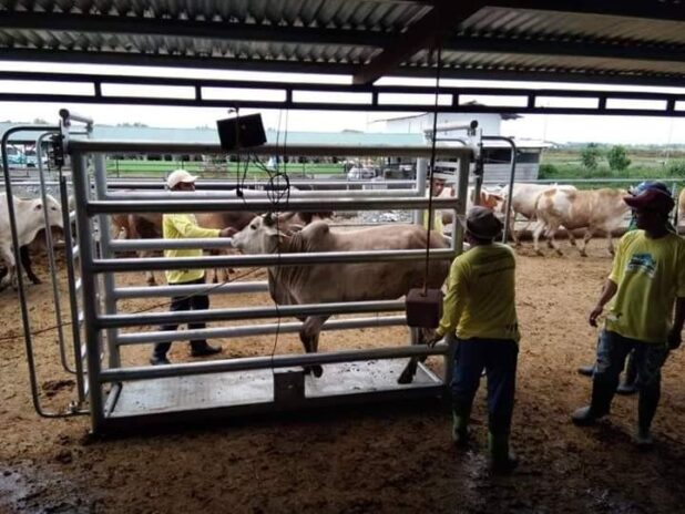 4 Tips for Choosing a Cattle Scale - World Magazine 2024