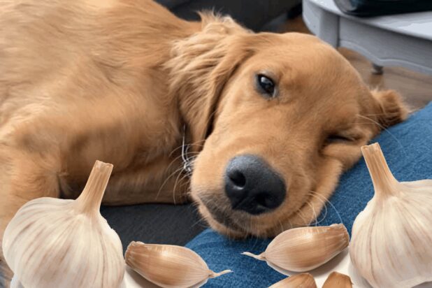 Why You Should Avoid Giving Garlic to Your Dog? - World Magazine 2024