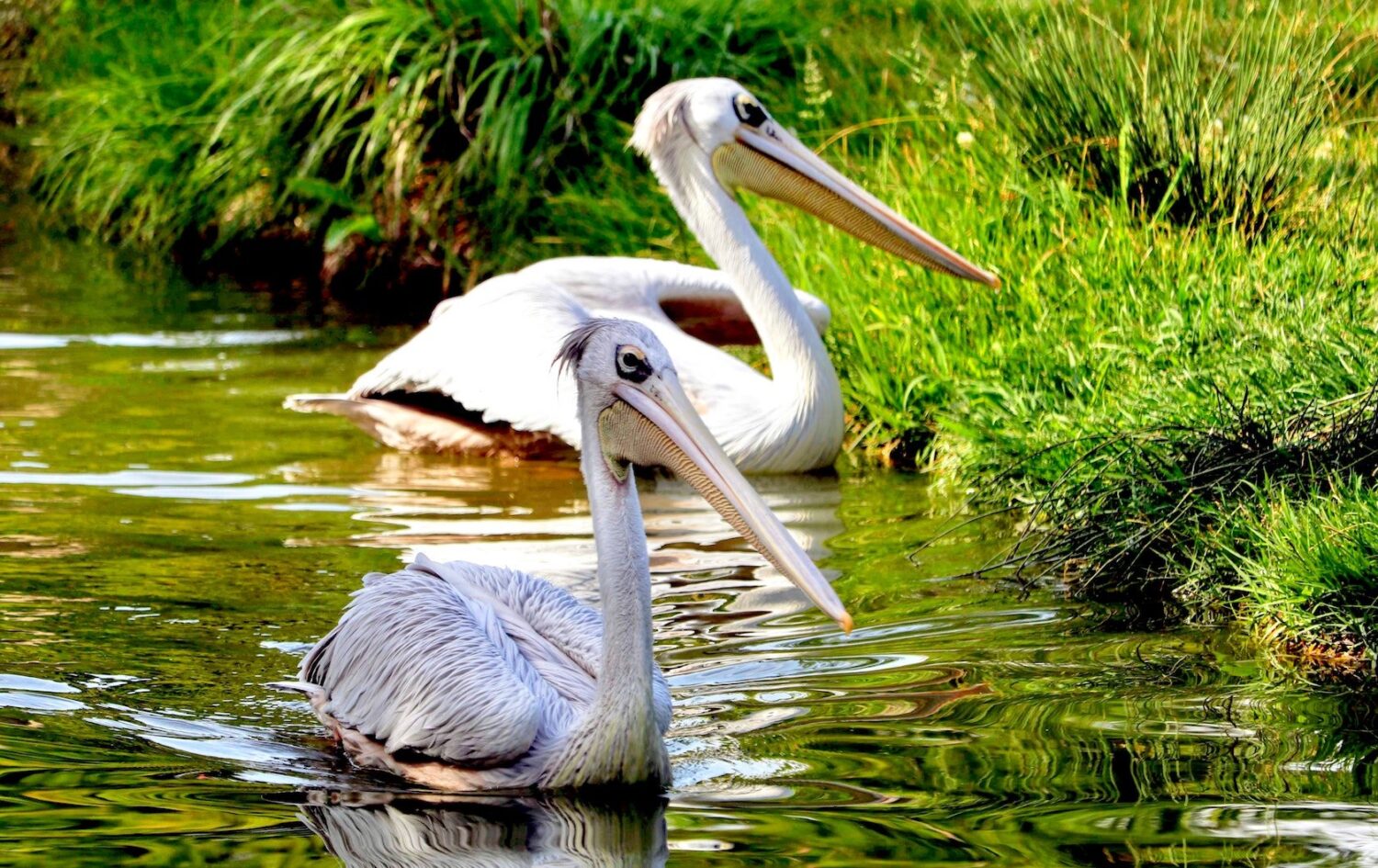 London’s Wildlife: Where to Find Animals in the British Capital ...