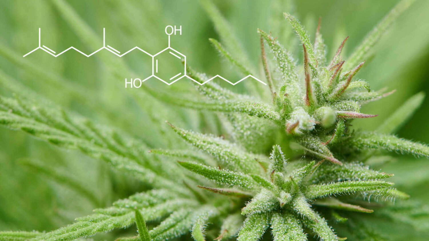 Minor Cannabinoids: A Quick Introduction - World Magazine 2024