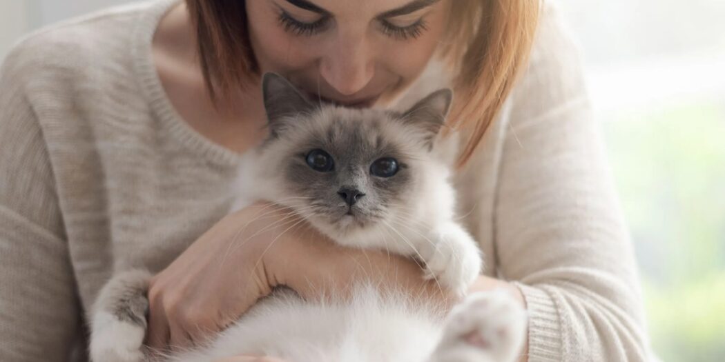 3 Tips for Preventing Common Cat Injuries - World Magazine 2024