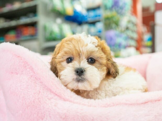 Teddy Bear Dogs 101: Everything You Need to Know About This ...