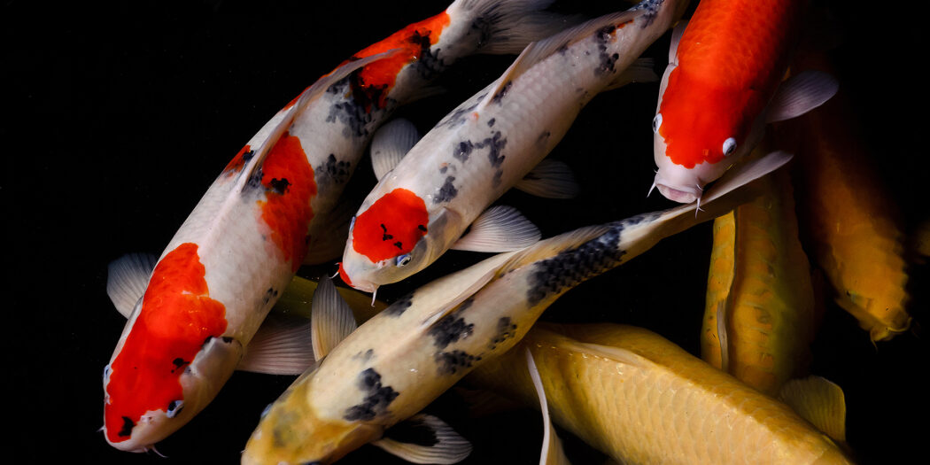 Meaning Behind Koi Fish Markings - World Magazine 2024
