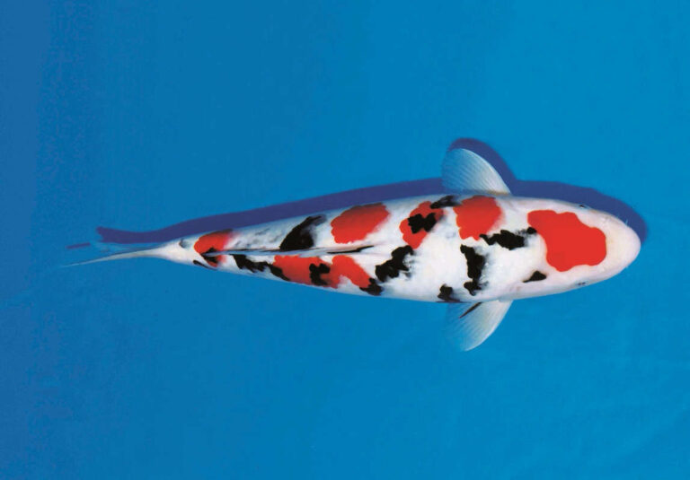 Meaning Behind Koi Fish Markings - World Magazine 2024